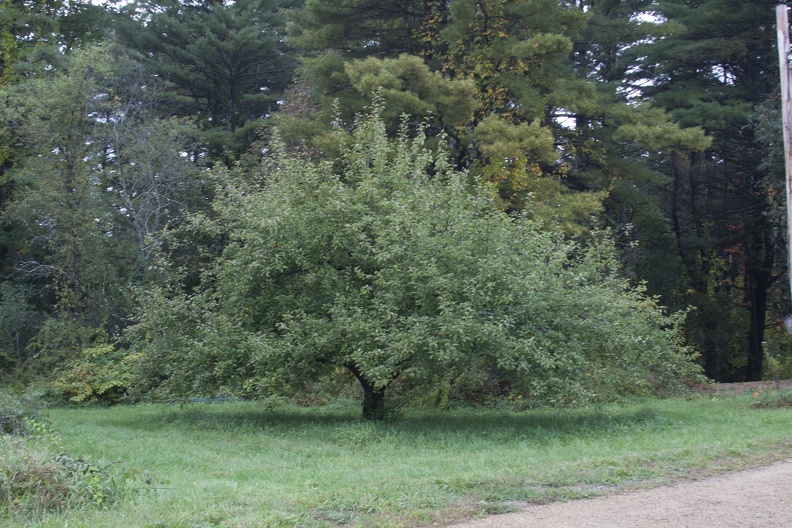320-3143 Robert's Macintosh Tree | Richard Hodgman's Photos